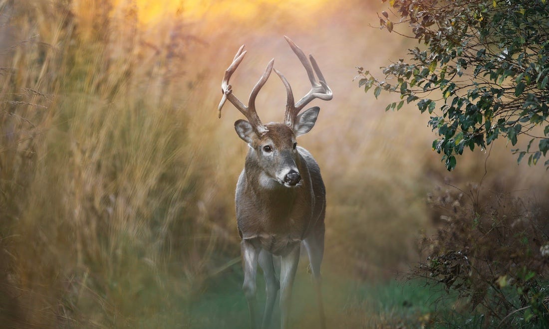 AL hunters off to strong start with this county topping 350 deer ...