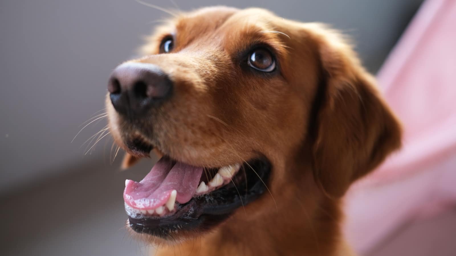 How Your Dog Understands You Better Than You Think