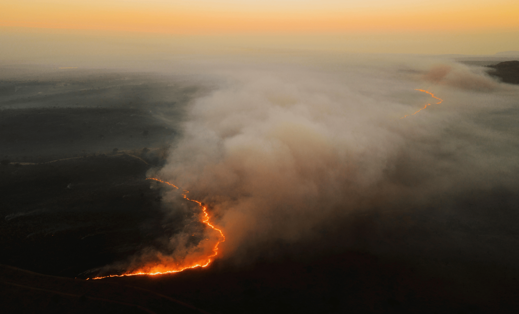 Is Earth on the Brink of a Sixth Mass Extinction? Scientists Say the ...