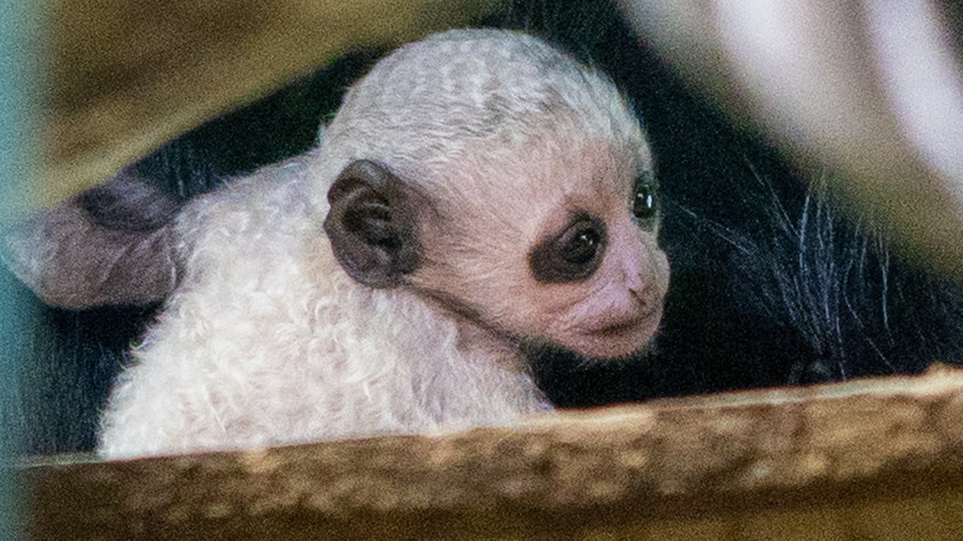 Rare 'ghost-white' monkey in danger of extinction born at British zoo