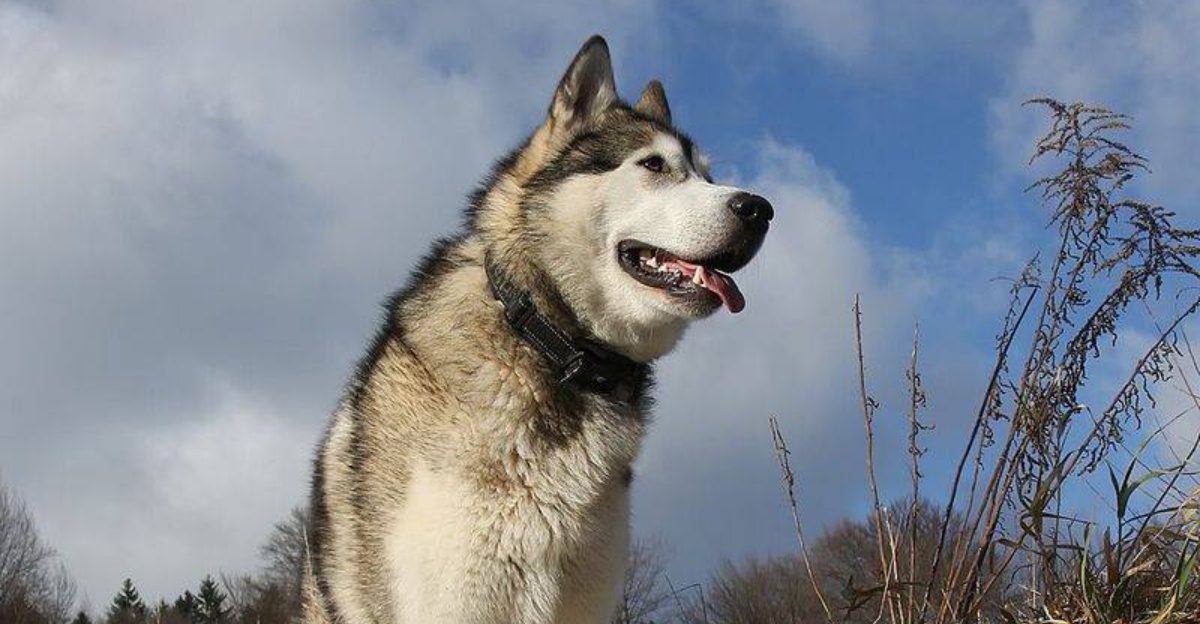 19 Dog Breeds Known for Their Endurance and Survival Instincts