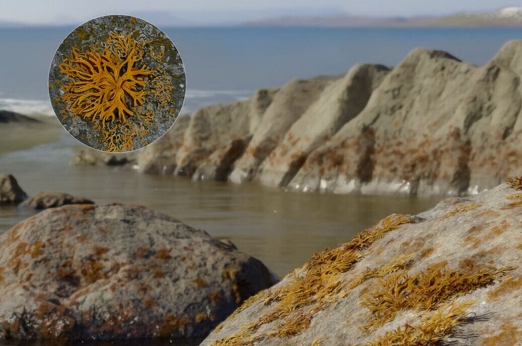 Fossil lichen from Devonian era shows how fungi-algae alliance paved ...