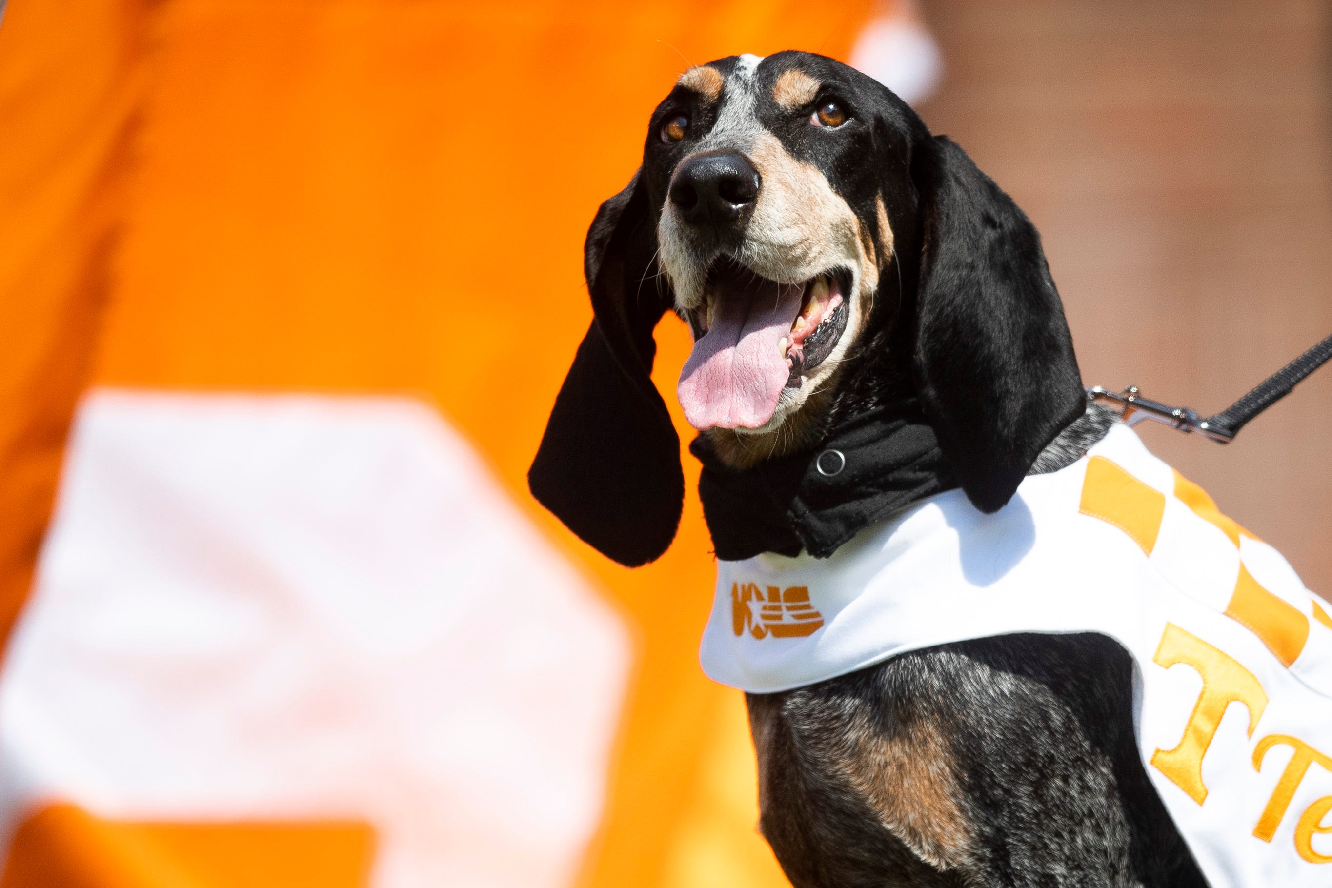 Retired Tennessee football mascot, Smokey X, diagnosed with kidney cancer
