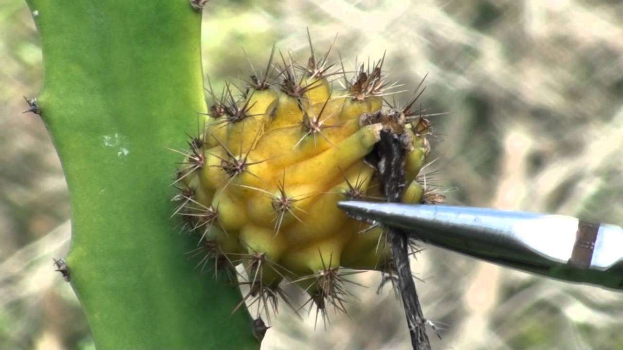 How to remove thorns from yellow dragon fruit