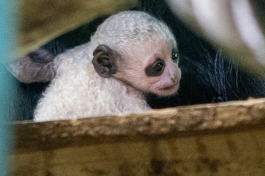 Rare ‘ghost-white’ baby mokey born at zoo