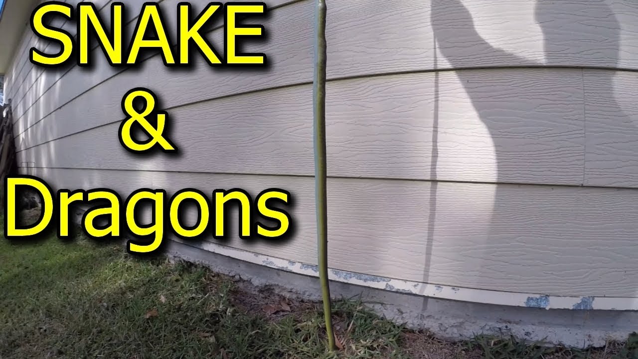 Snake & Dragons Plus Chipping & Feeding Quail Chickens Ducks