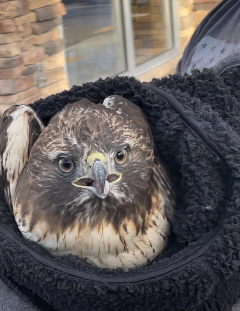 Family Pulls Over When They See Clump Of Feathers Holding Up Drive-Thru ...