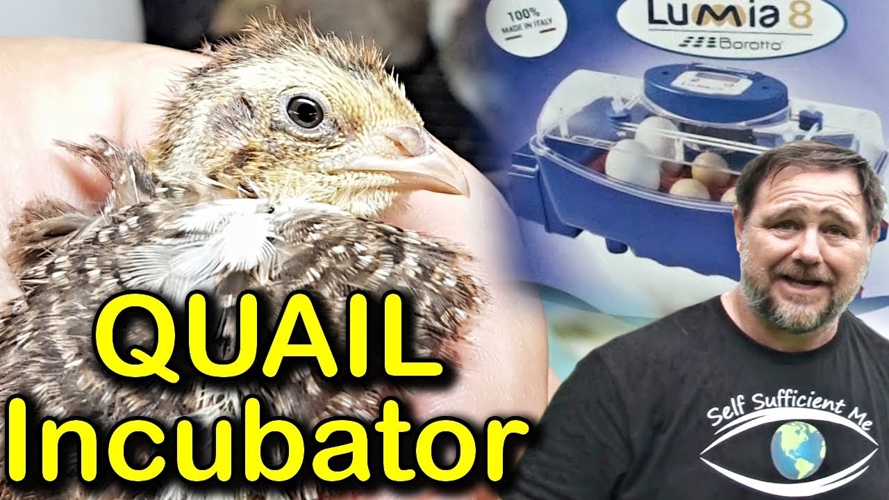 New quail incubator & collecting eggs | Borotto Lumia 8