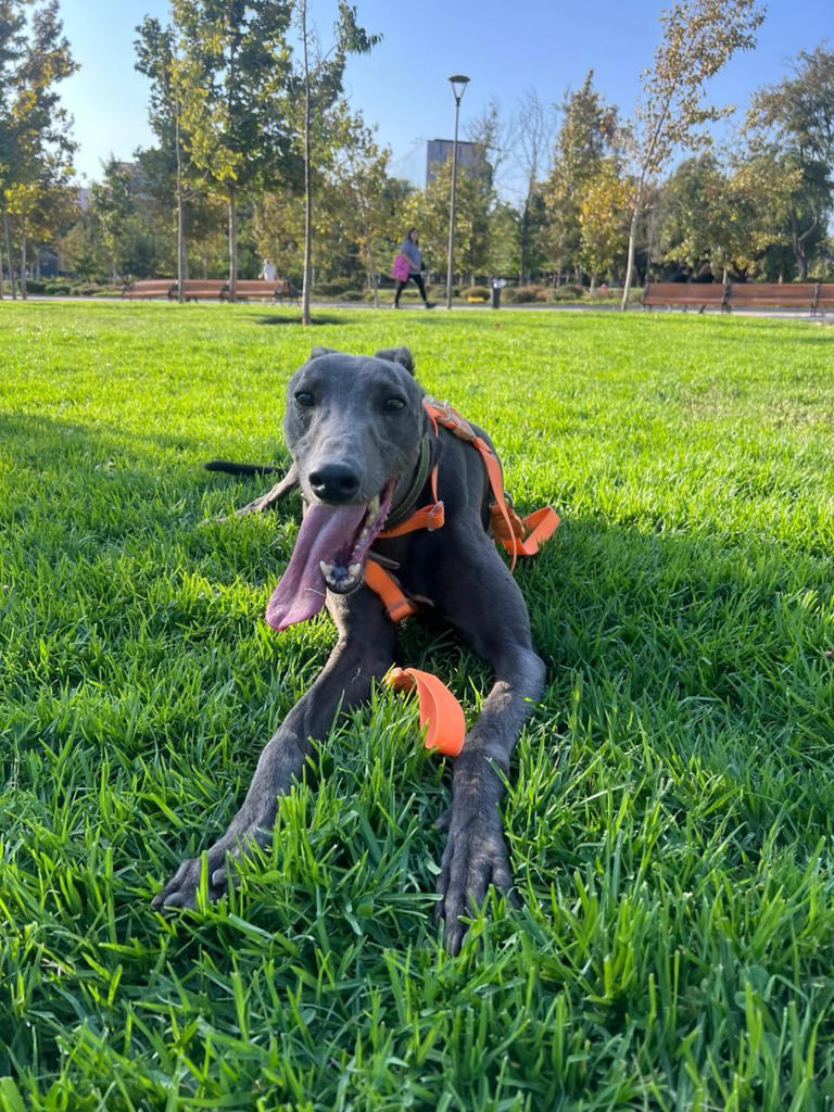 El lado B de los candidatos: cuáles son sus mascotas, sus autos y qué ...