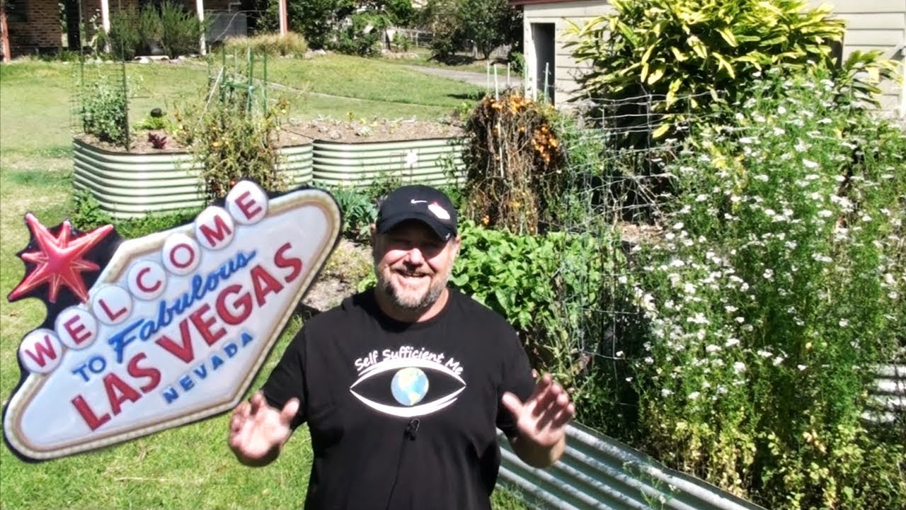 Vacation-proof vegetable garden USA YouTube Spaces LA trip vlog