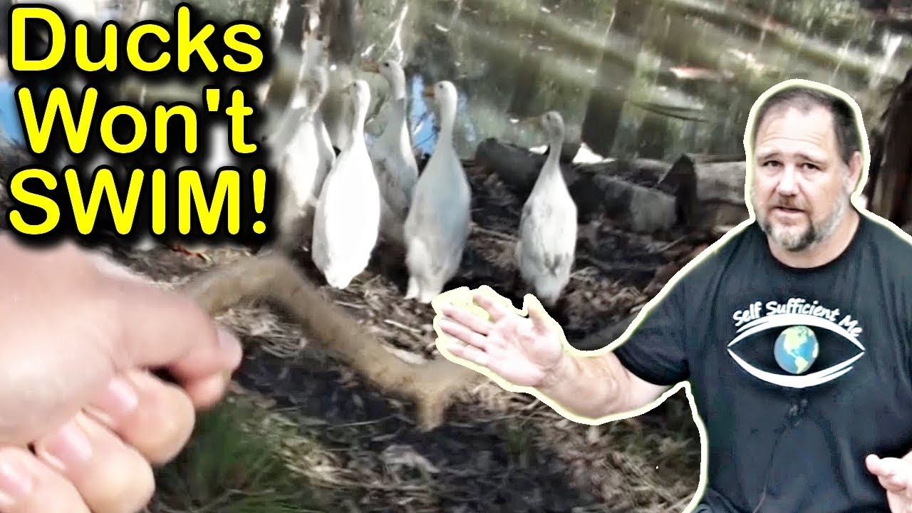 Ducks won't swim! My Pekin ducks are afraid of water...