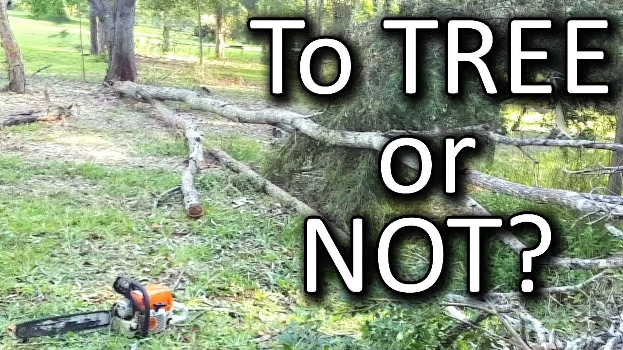 Don't buy a treed acreage or homestead - too many trees too much work?