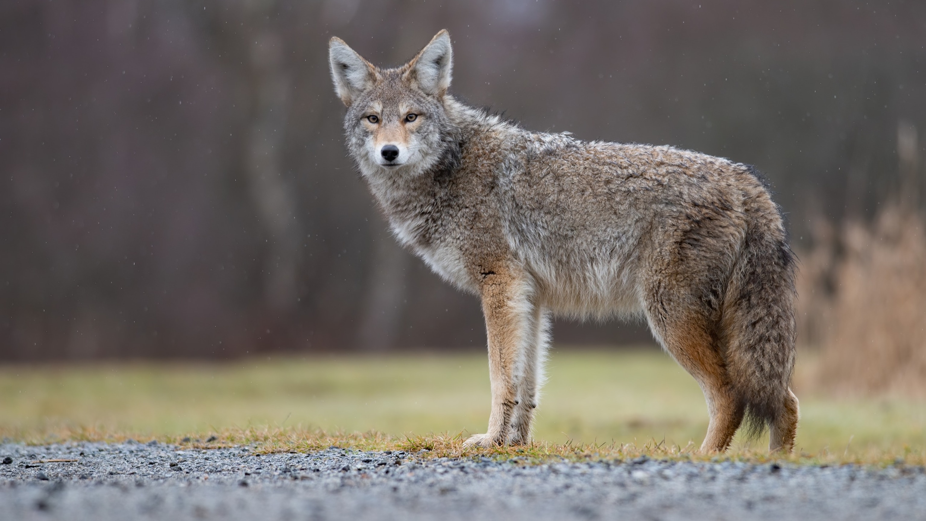 Coyote attacks, chases 9-year-old playing hide-and-seek in yard: Officials