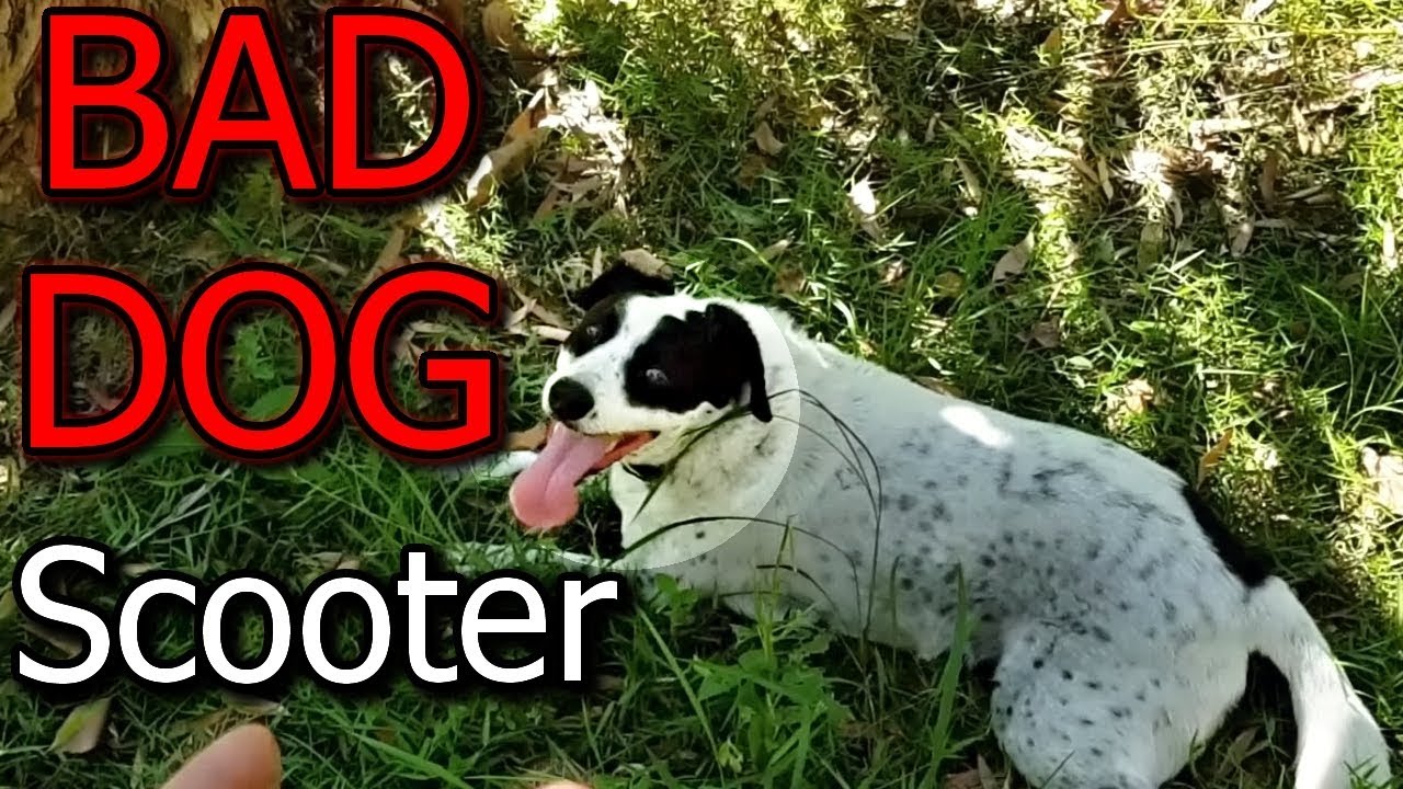 Bad dog scooter native wildlife adventure time