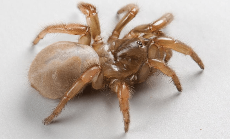 New Trapdoor Spider Species Discovered Beneath California Beaches