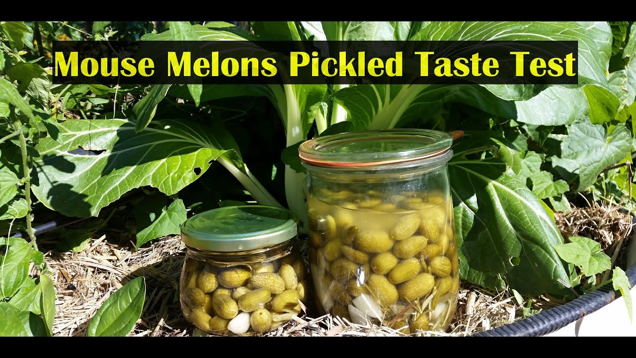 Mouse melon pickles fermented & in vinegar taste test