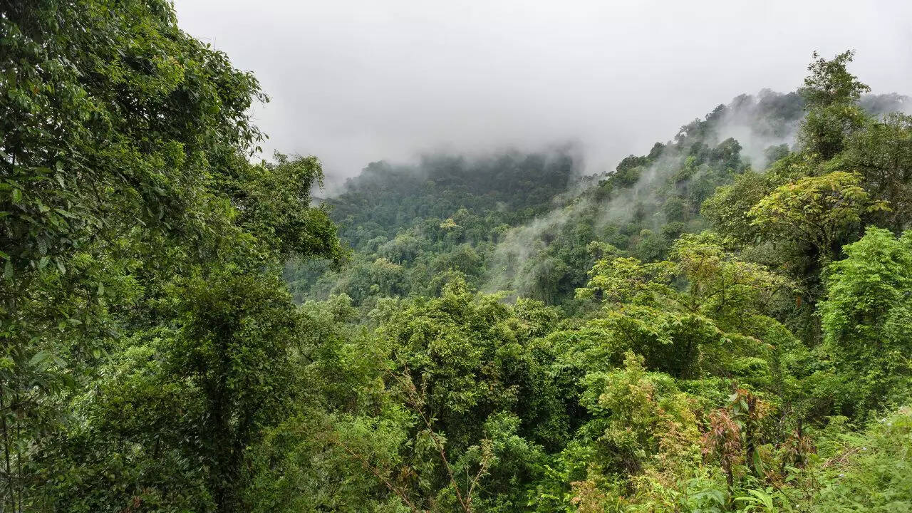 5 hidden forests in and around Delhi that few people know about