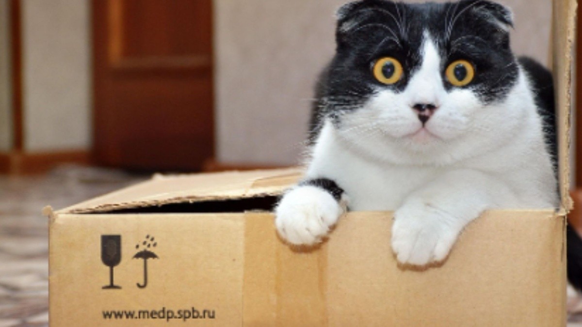 9 things your cat does that are best left as they are; they're part of ...