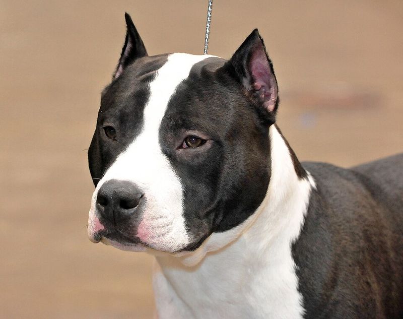 19 Dog Breeds Restricted or Banned Around the World