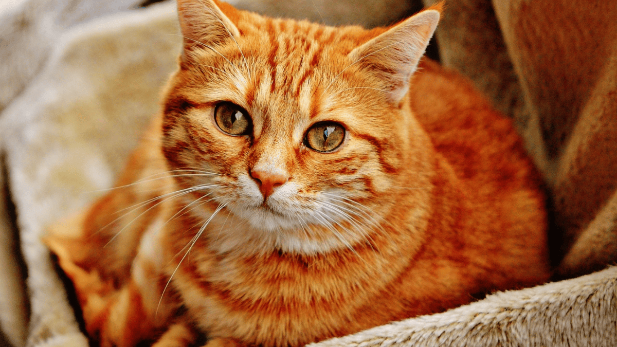 13 signs your cat is getting old, even if it's hard to accept