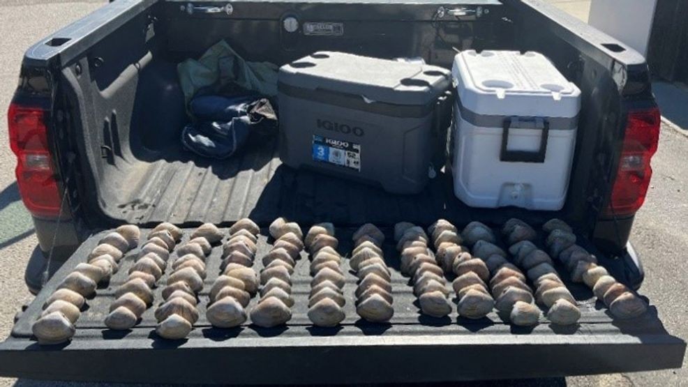 Illegal clam harvesting interrupted at Pismo Beach