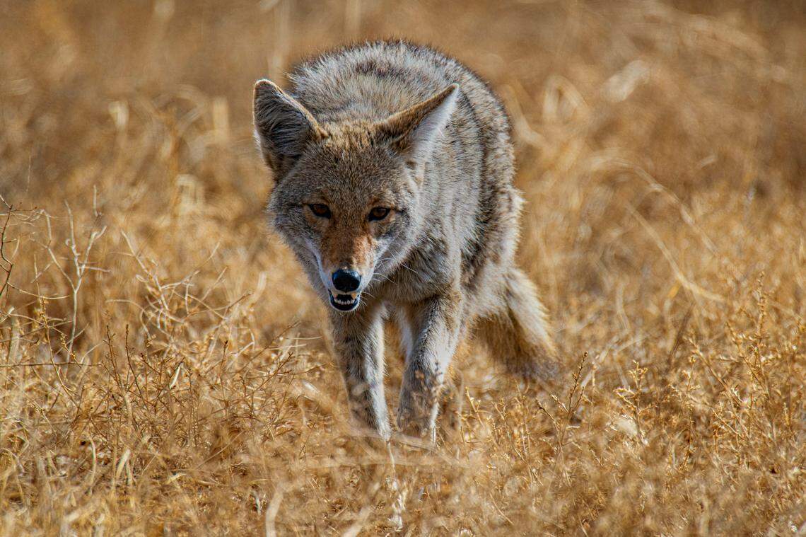 Coyote latches onto 9-year-old playing hide-and-seek, then chases, OR ...