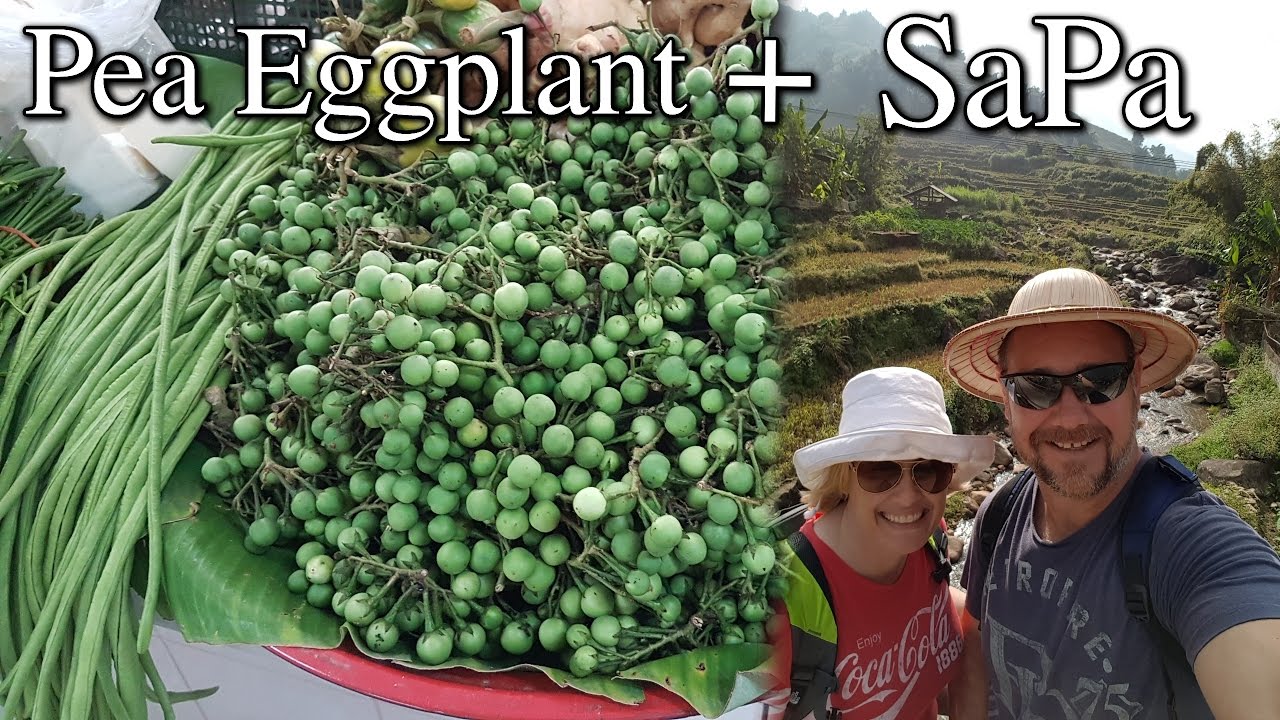Growing Pea Eggplant Growing Corn Asian Vacation in SaPa Vietnam