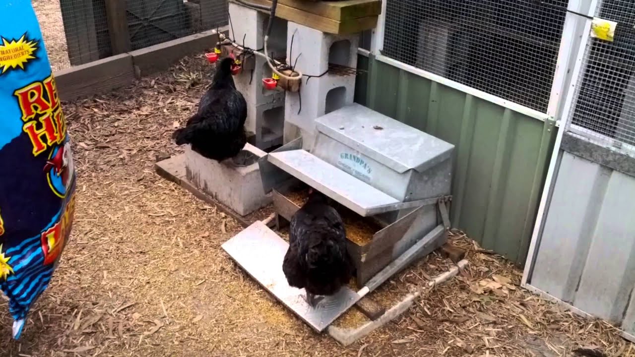Feeding and drinking station for chickens