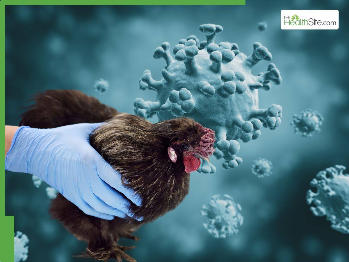 Bird Flu Strain H9N2 Adapts To Human Cells, Scientists Raise Pandemic Fears