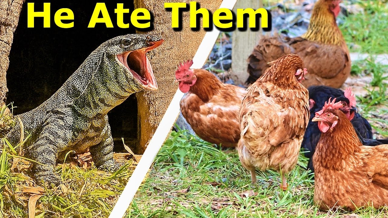A big lizard ate our chickens