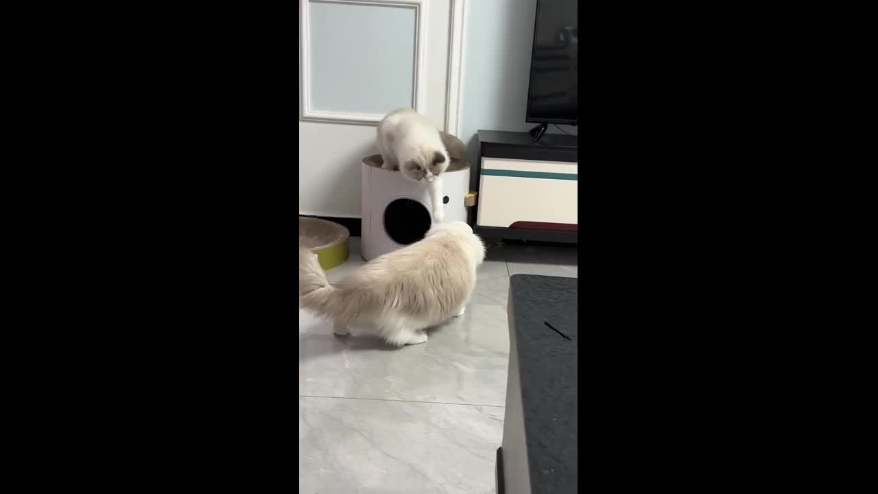 Ragdoll cat walks with face covered in socks in Henan, China