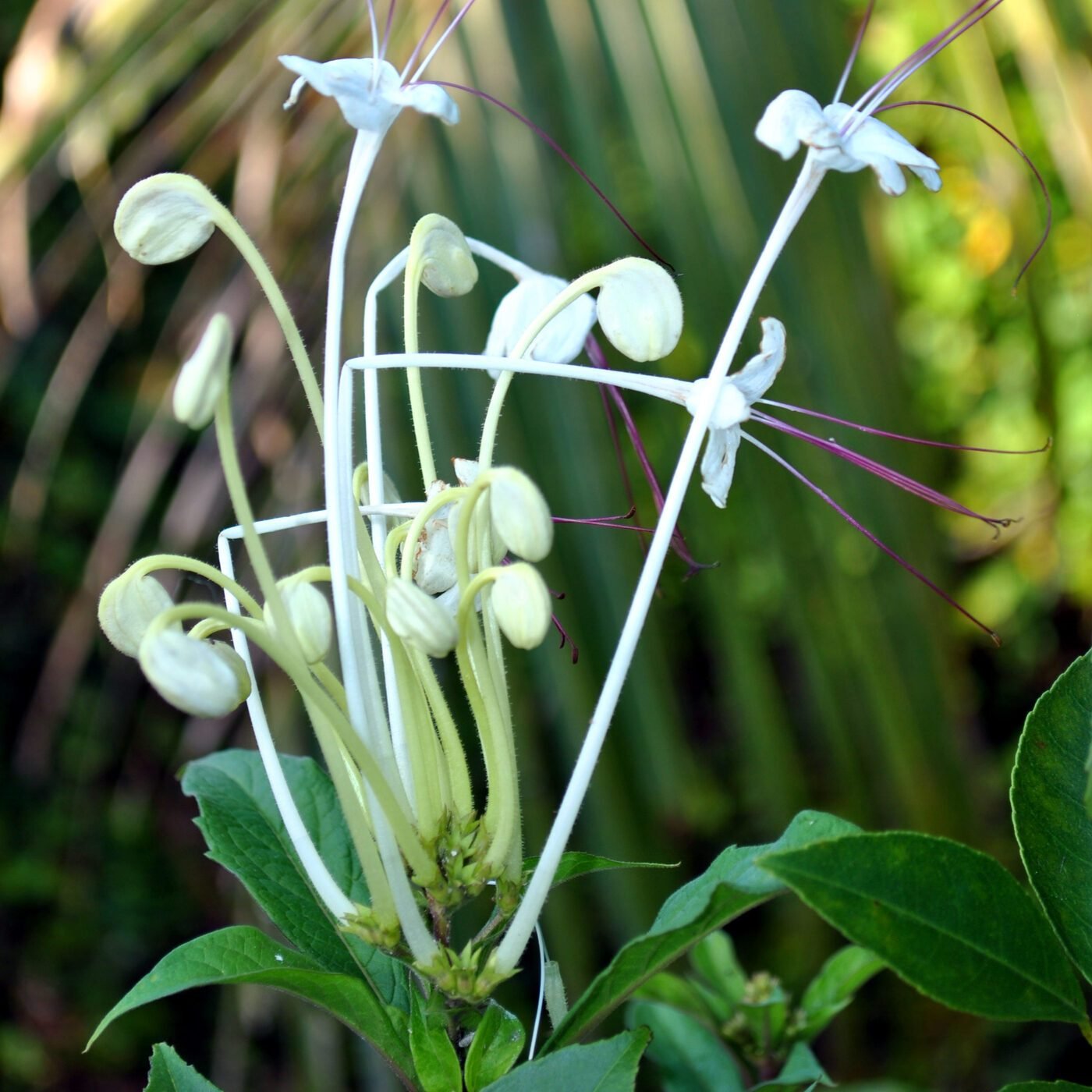 Musical Notes Clerodendrum Flower Care
