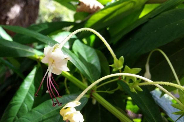 Musical Notes Clerodendrum Flower Care
