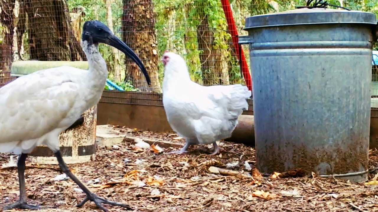 Way to stop bin chickens raiding my poultry pen | First impressions ...