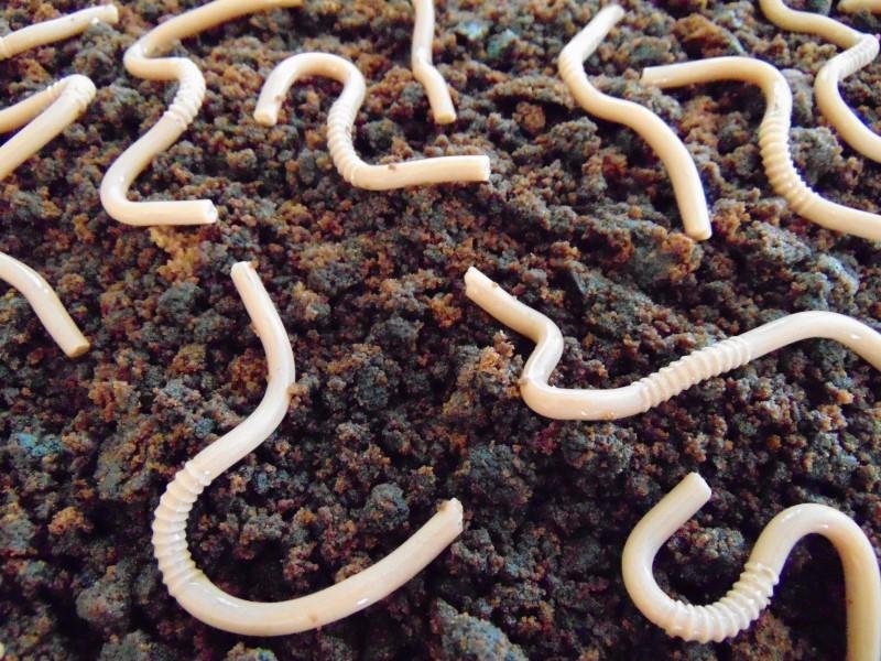 This “Earthworm Cake” Looks Gross but Tastes Amazing: Perfect for ...