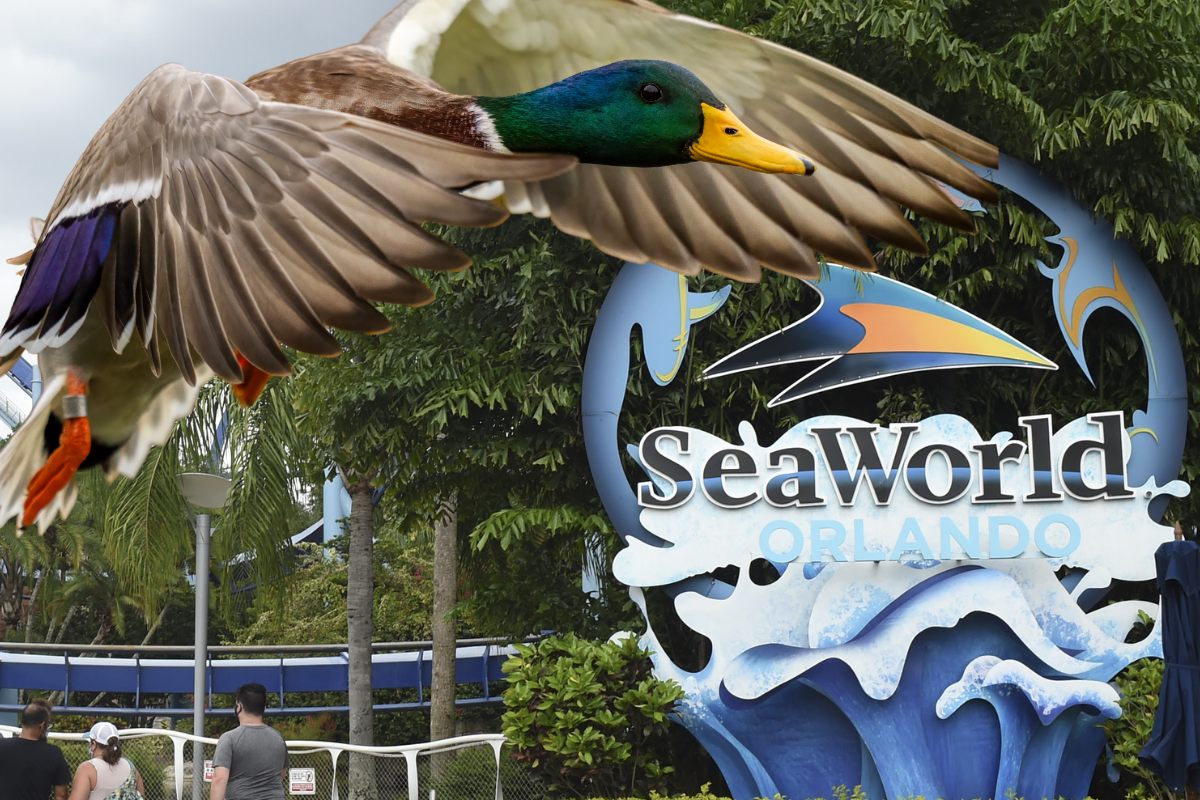 SeaWorld Guest Files Lawsuit After Allegedly Being Knocked Unconscious ...