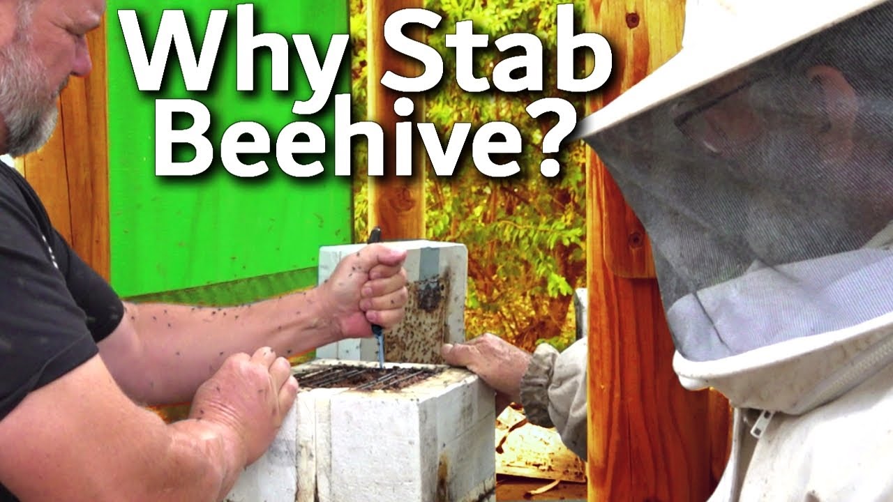 I should have worn a beekeeping suit