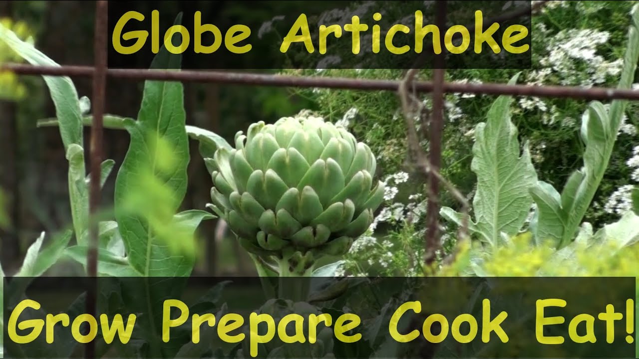 How to grow globe artichokes: prepare, cook & eat them