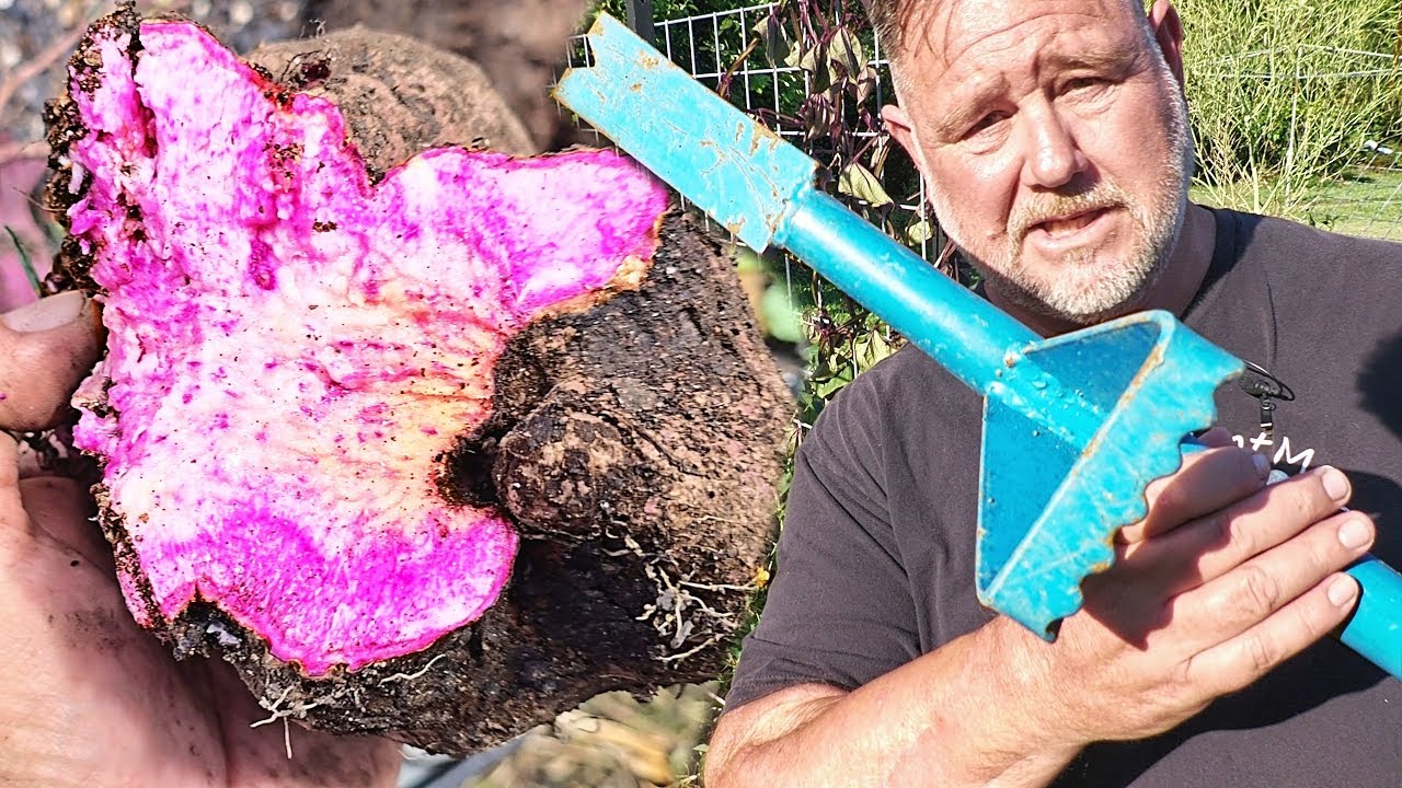 Digging purple yam & a final farewell to the PRONG garden tools