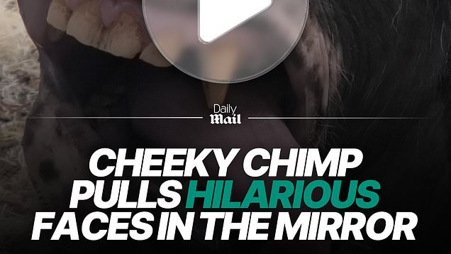 Cheeky chimp loves to pull faces in the mirror