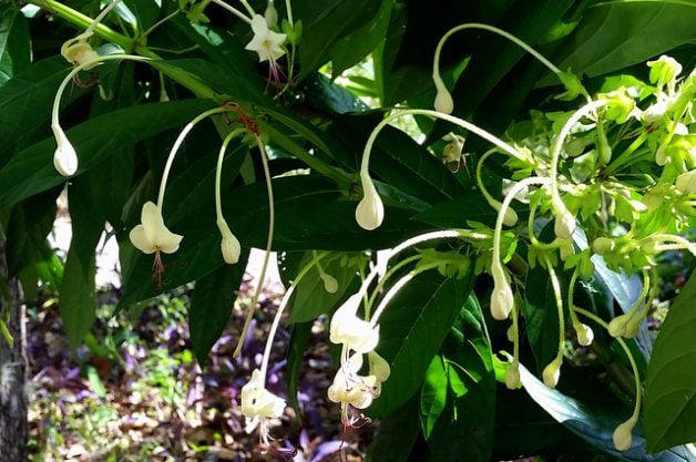 Musical Notes Clerodendrum Flower Care