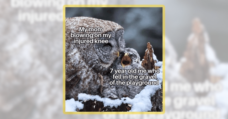 25 Uplifting Animal Memes to Boost Your Mood With Wholesomeness