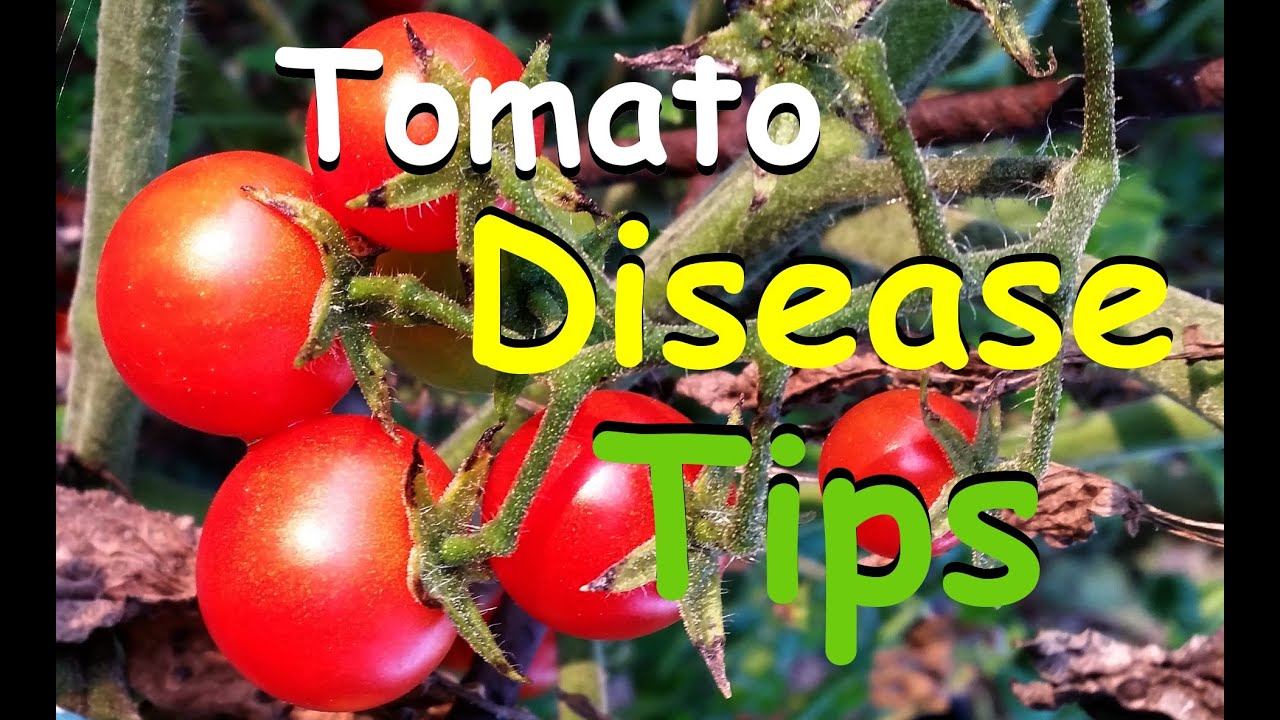 Tomato Disease Tips & Why You Shouldn't Worry