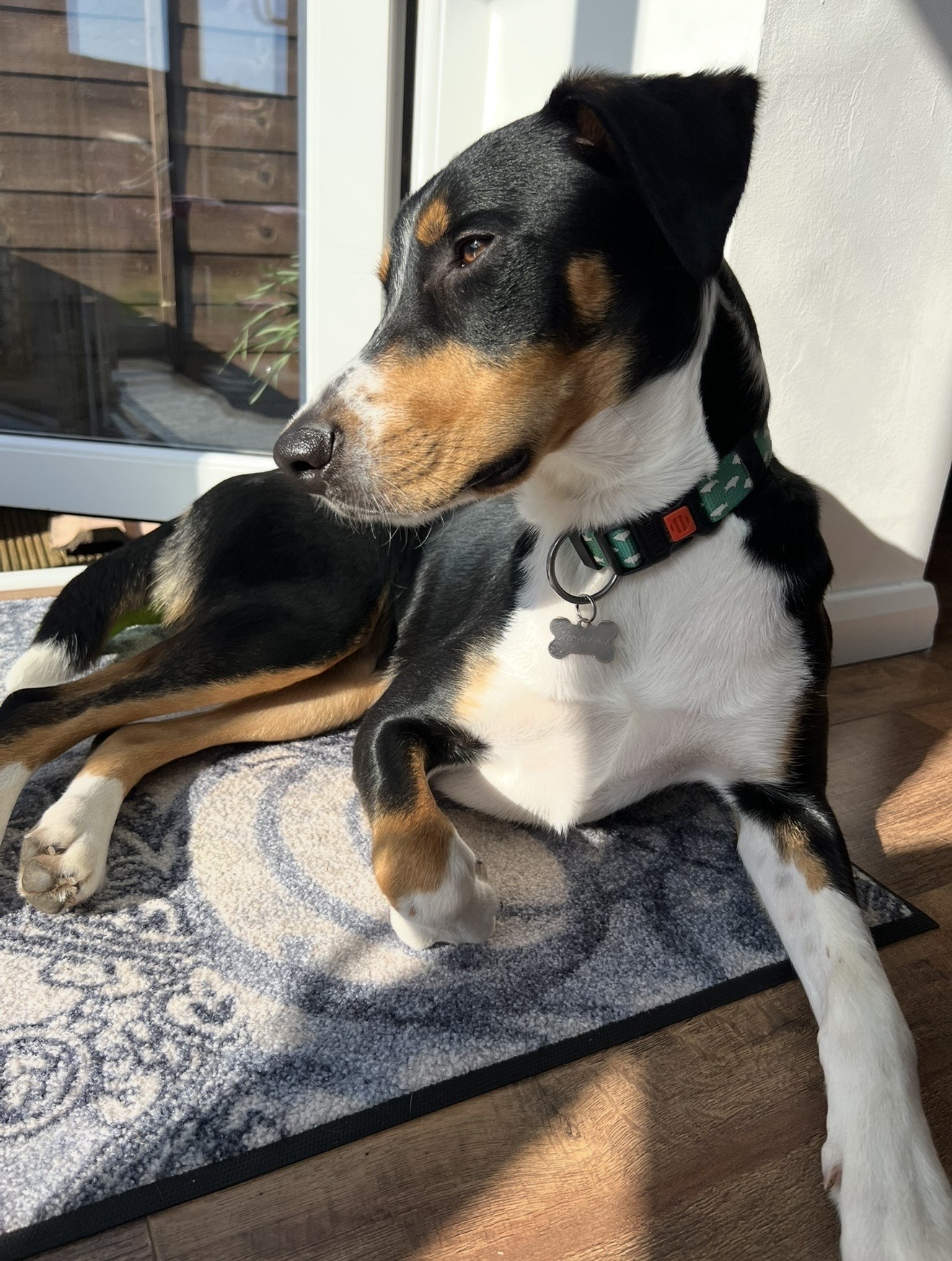 These 28 adorable dogs at Holly Hedge are looking for a forever home in ...