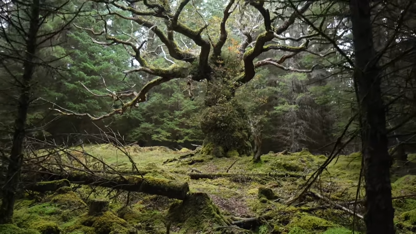 Will Australia's dinosaur tree take over Britain?