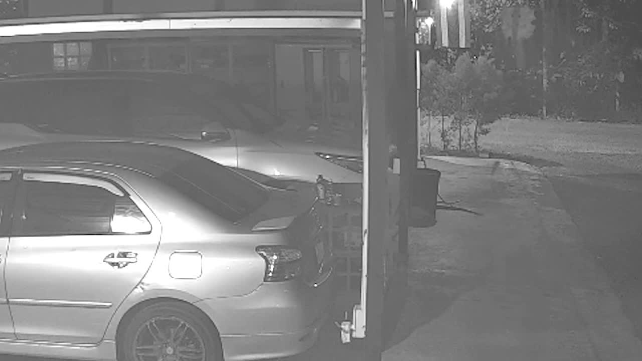 Golden tree snake caught on CCTV near a home carport
