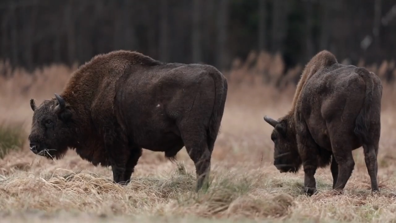 Here's how the European bison will transform the UK