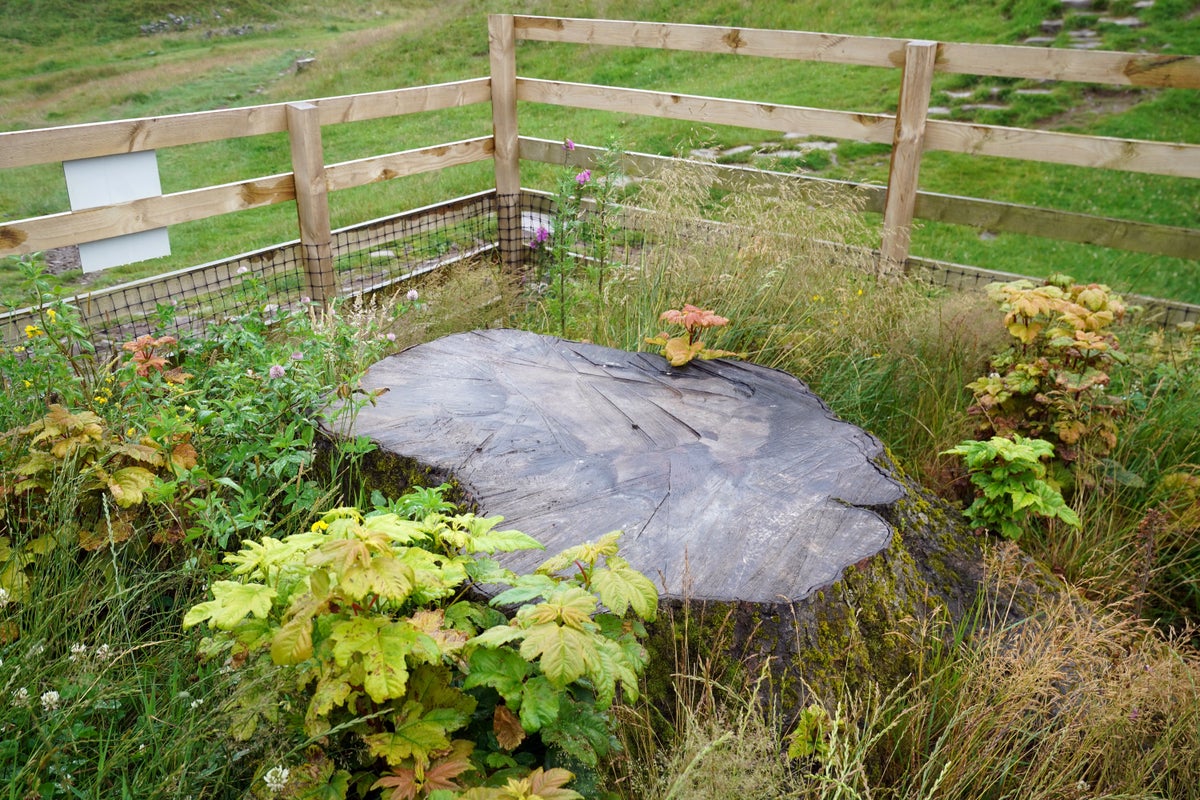 Sycamore Gap tree stump caged in netting to prevent tributes harming ...