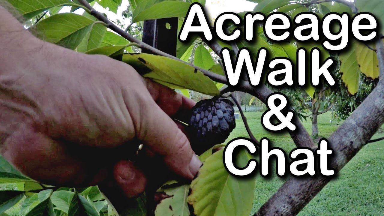 Acreage living, food garden, duck pond, birds singing, self sufficient ...