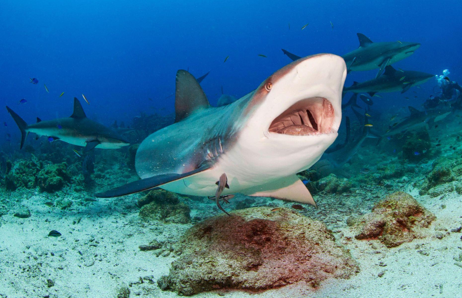 The world's most dangerous sharks, ranked